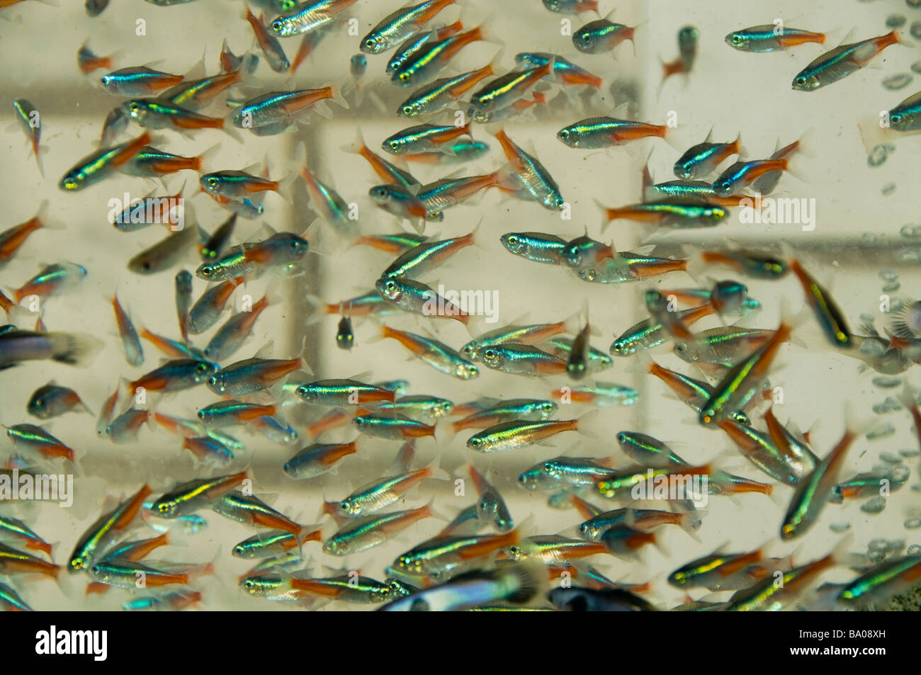 fish for sale in the Bird and Flower Market in Kunming China Stock ...