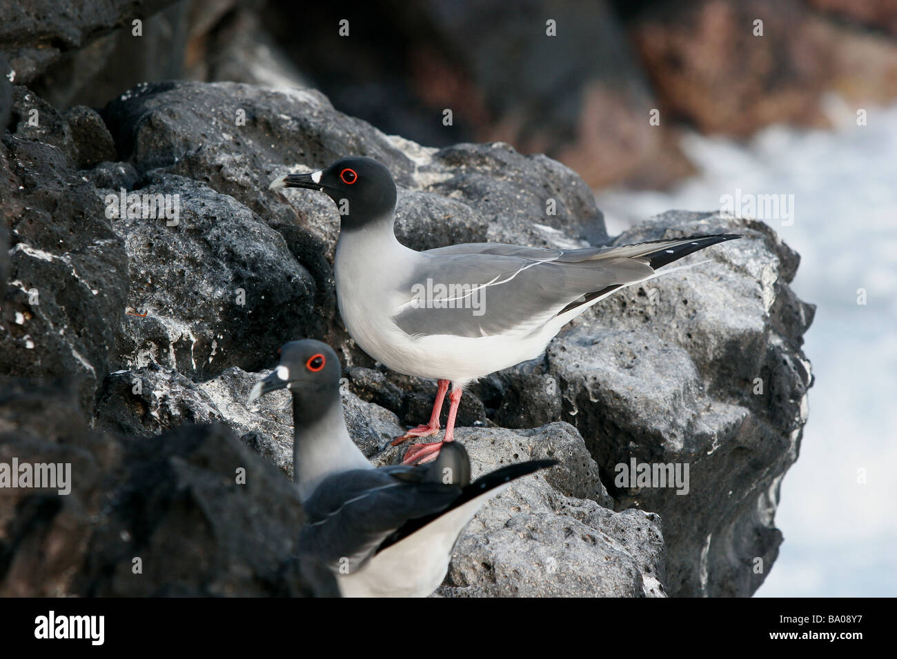 Swallow tailed gull South Plaza Island Galapagos Islands Ecuado Stock ...