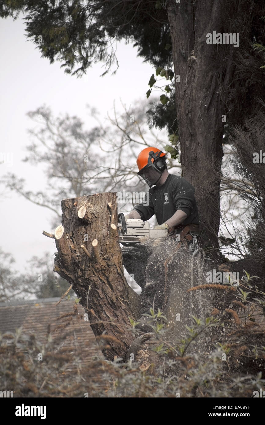 a tree surgeon chopping down a rotten tree Stock Photo - Alamy