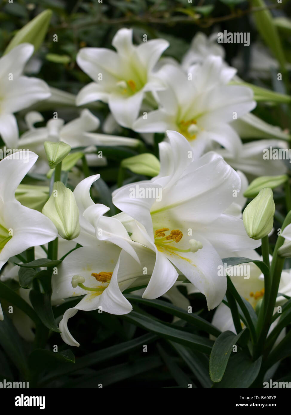 Easter lilies a symbol of spring and the Easter season for Christians ...