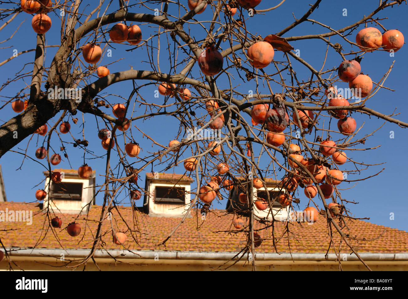 A Persimmon or sharon fruit tree under a blue sky in the grounds of a ...