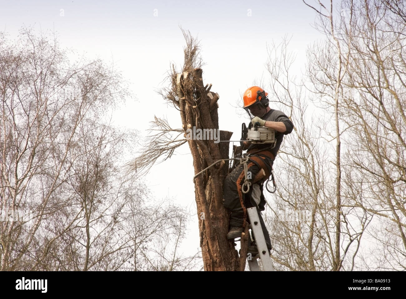 a tree surgeon chopping down a rotten tree Stock Photo - Alamy