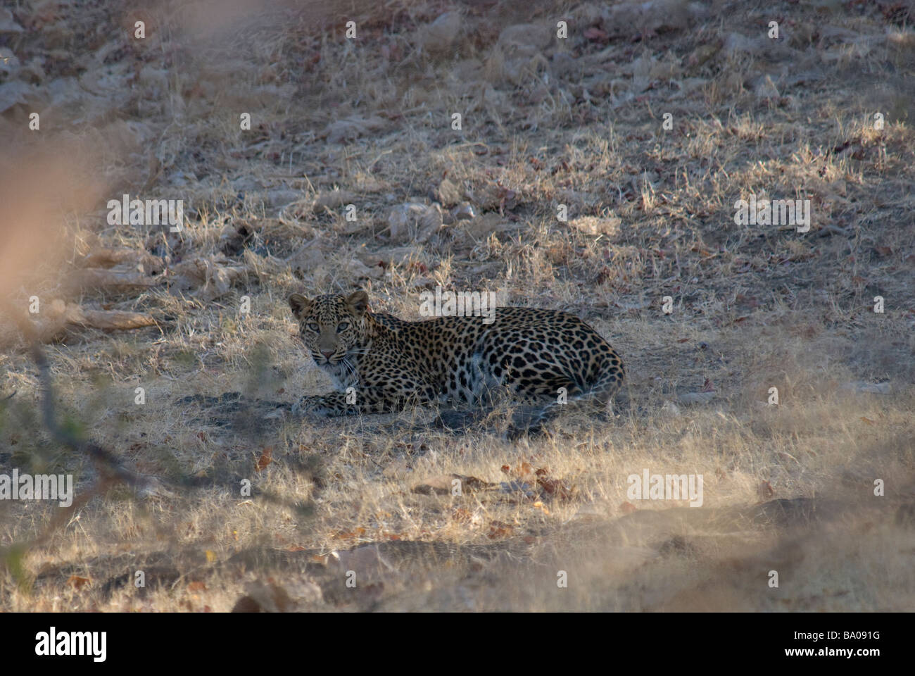Indian Leopard Panthera pardus fusca lying in dry grass Stock Photo - Alamy