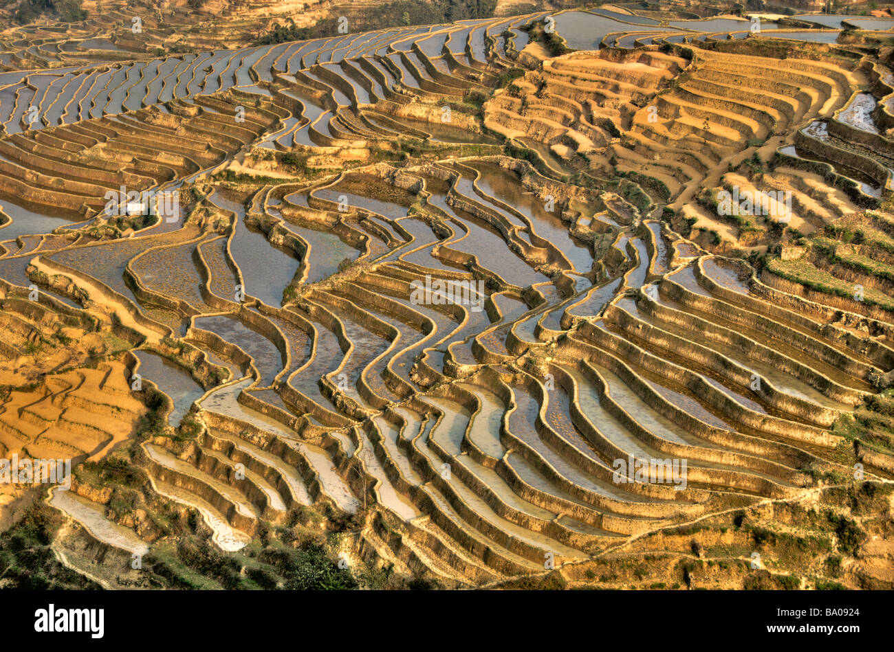 the surreal rice terraces of Yuanyang in Yunnan China Stock Photo - Alamy
