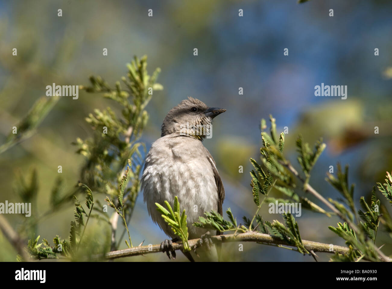 Petronia petronia hi-res stock photography and images - Alamy