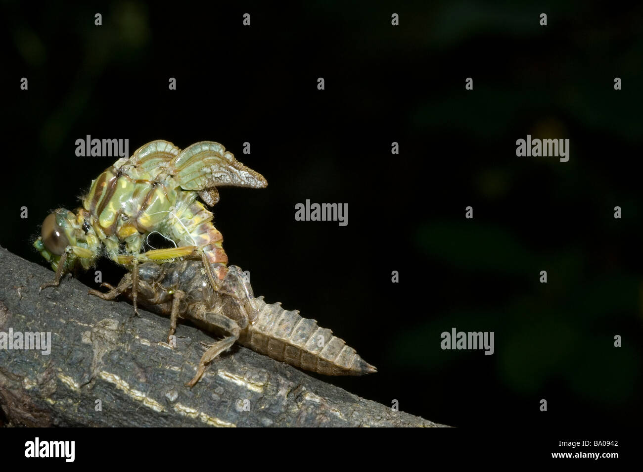 Metamorphosis of the dragonfly Onychogomphus uncatus Stock Photo - Alamy