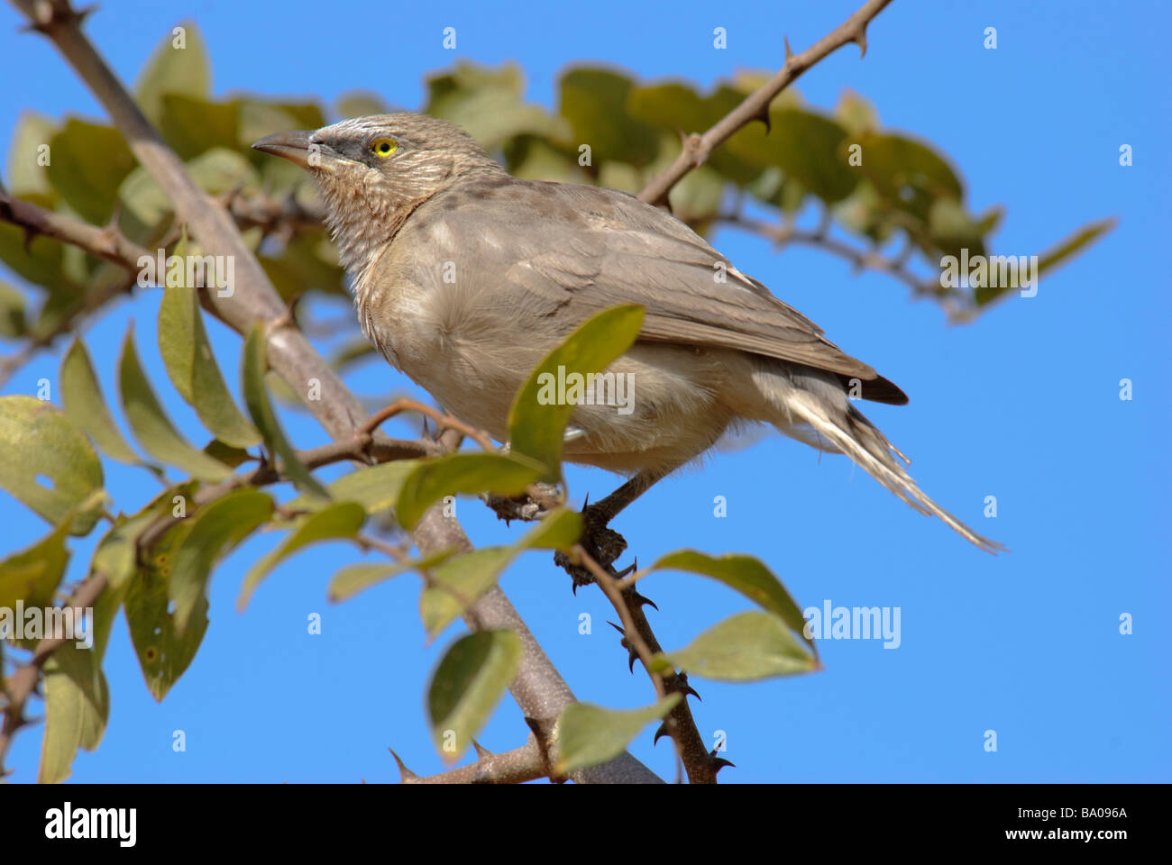 Turdoides malcolmi hi-res stock photography and images - Alamy