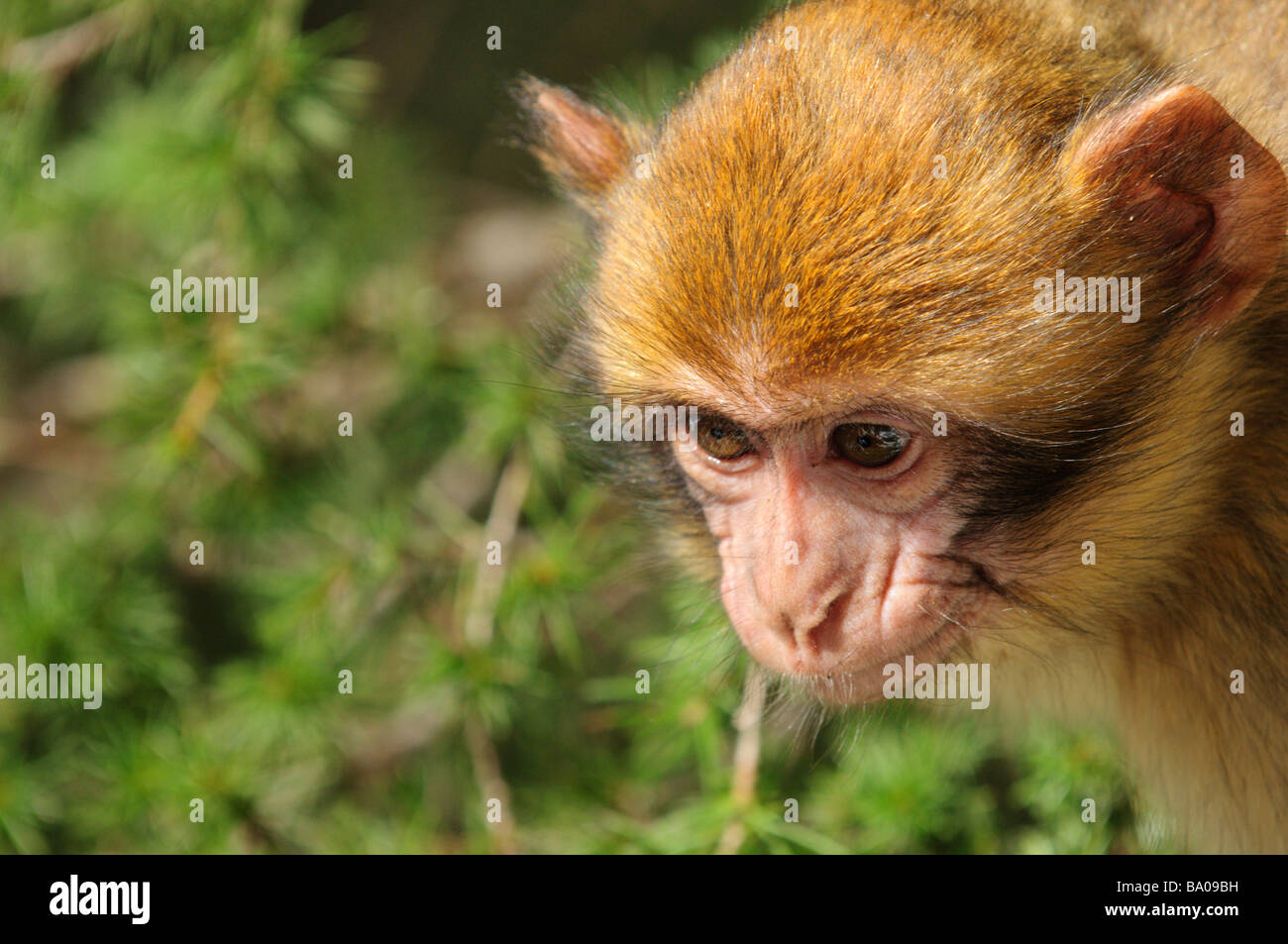Young Barbary macaque (Macaca sylvanus) on Cedar tree, Atlas, Morocco ...