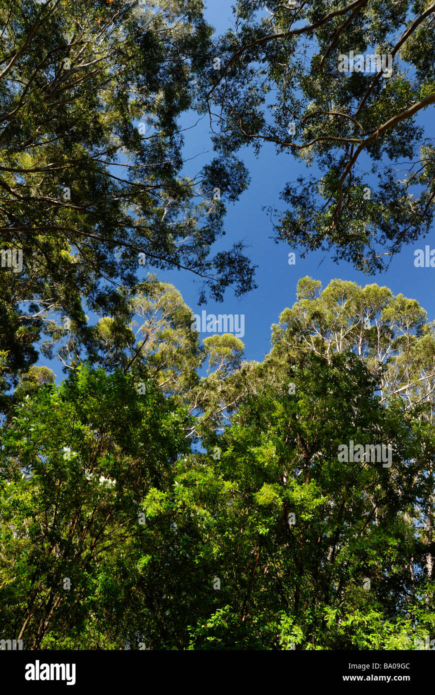 Tall trees Gloucester National Park Western Australia Stock Photo - Alamy