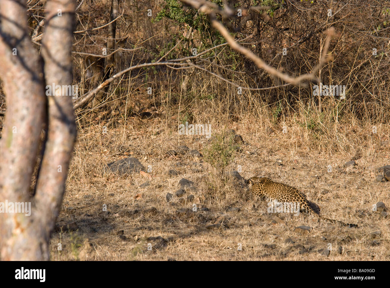 Indian Leopard Panthera pardus fusca hunting for the spotted deer ...