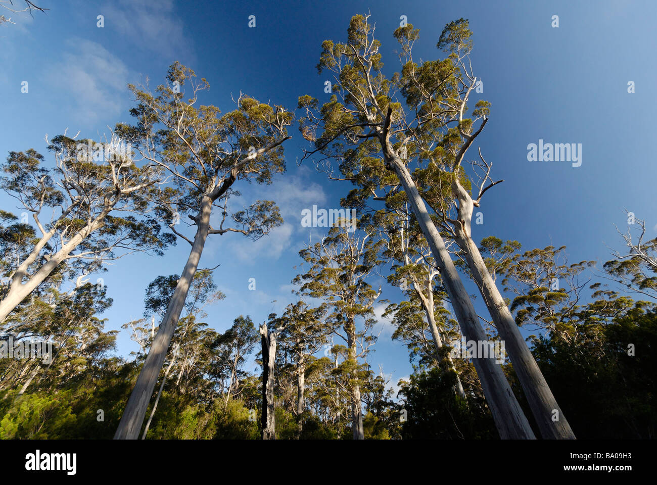 Tall trees Western Australia Valley Of The Giants Walpole Stock Photo ...