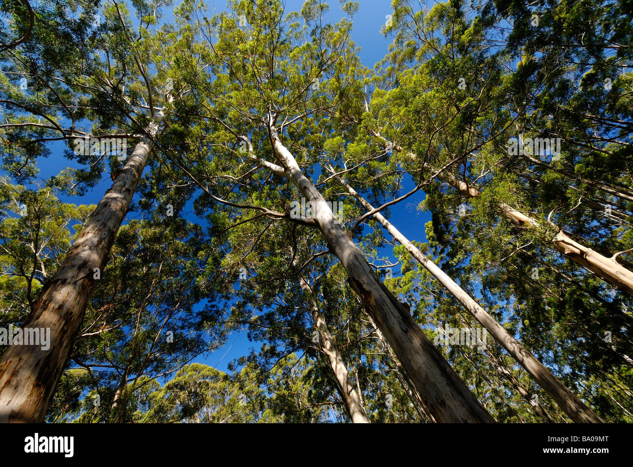 Tall trees Western Australia Gloucester National Park Pemberton Stock ...