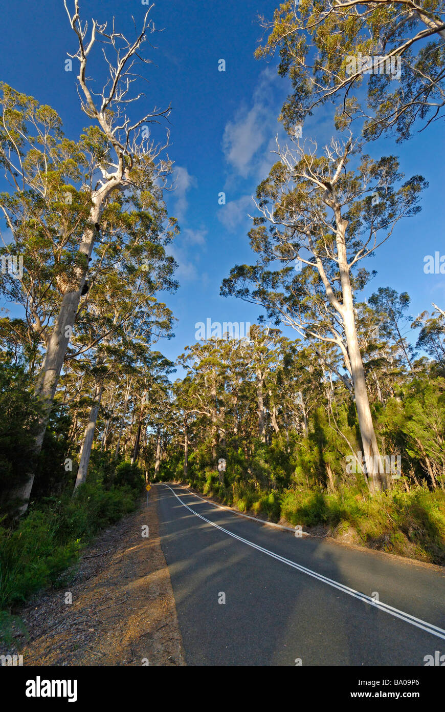 Tall trees Western Australia Valley Of The Giants Walpole Stock Photo ...