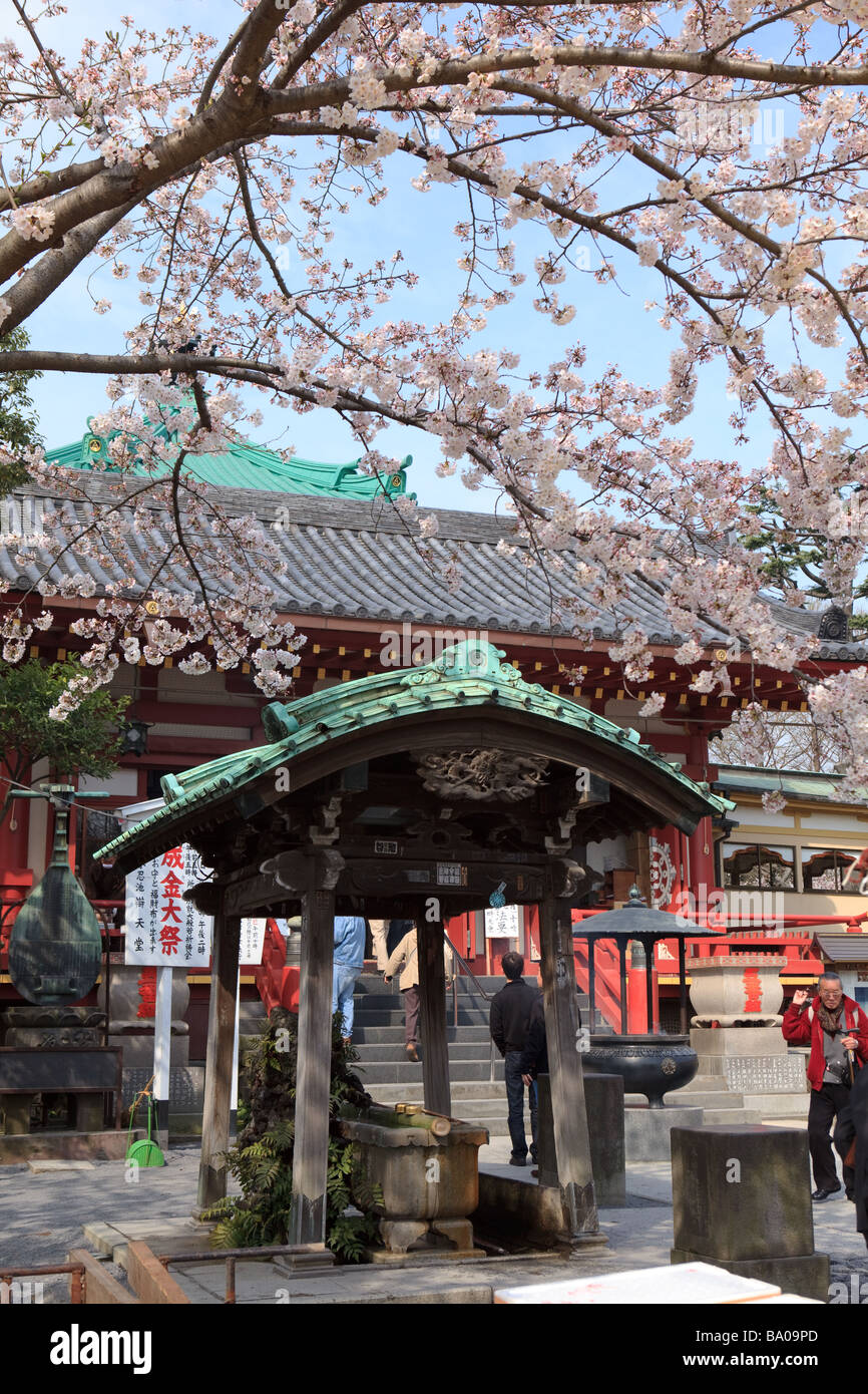 Japanese Shrine under a cherry blossom tree Stock Photo - Alamy