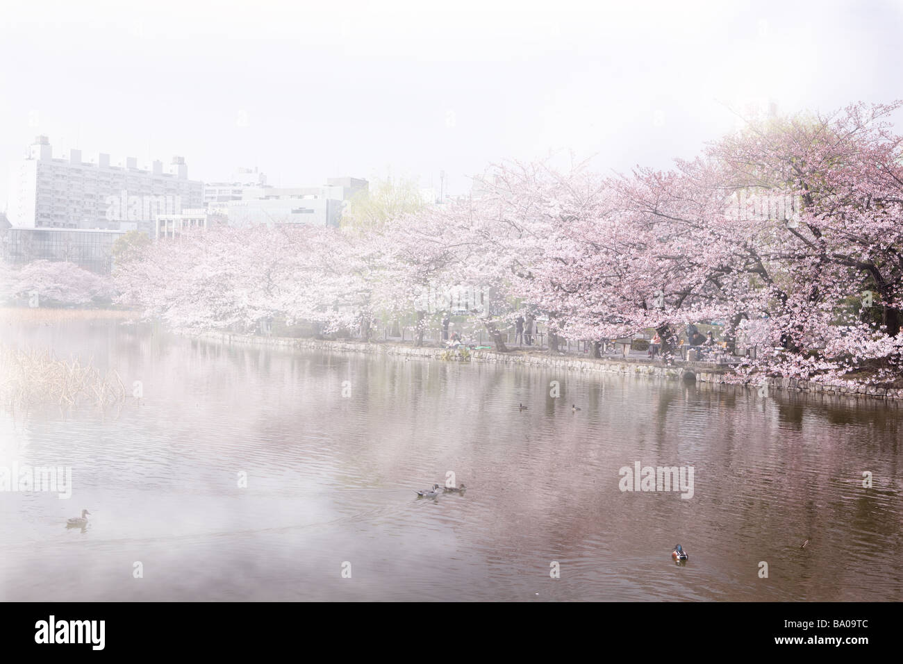 Full bloomed Cherry Trees on Foggy Morning Stock Photo - Alamy