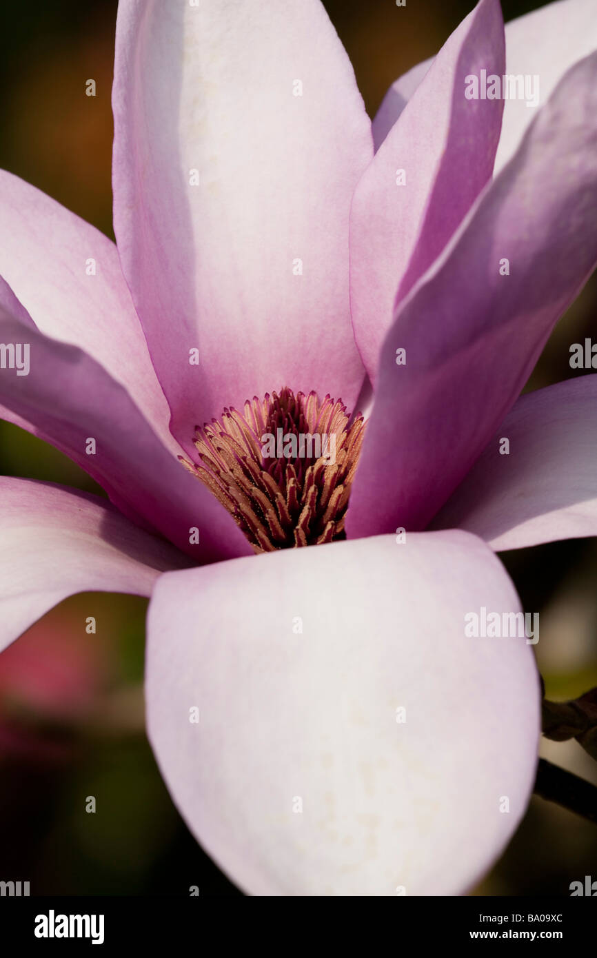 Apollo pink hi-res stock photography and images - Alamy