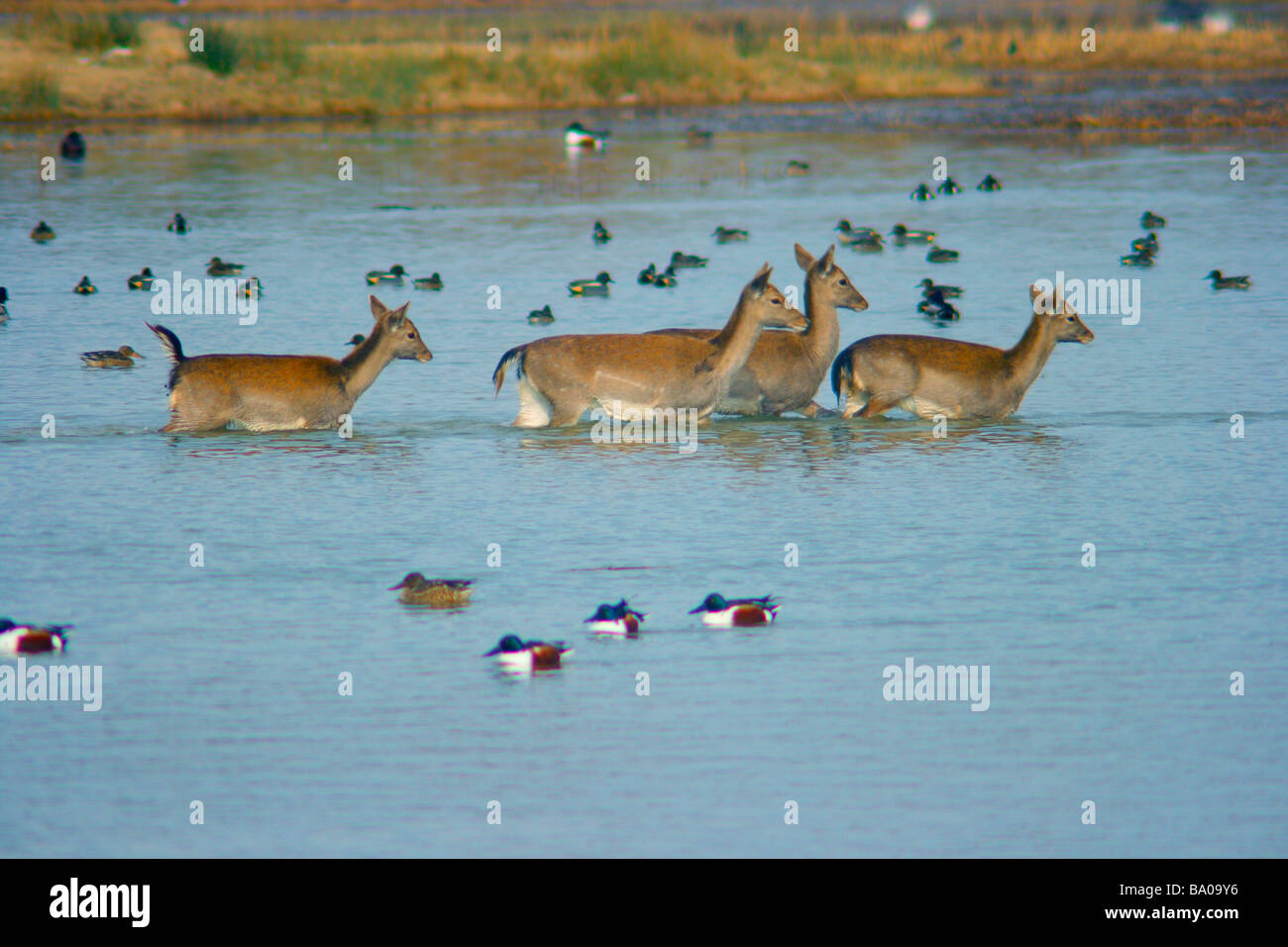 Water dama hi-res stock photography and images - Alamy