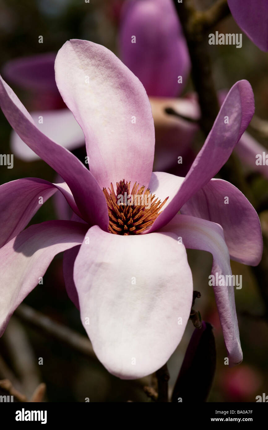 Magnolia portrait hi-res stock photography and images - Alamy