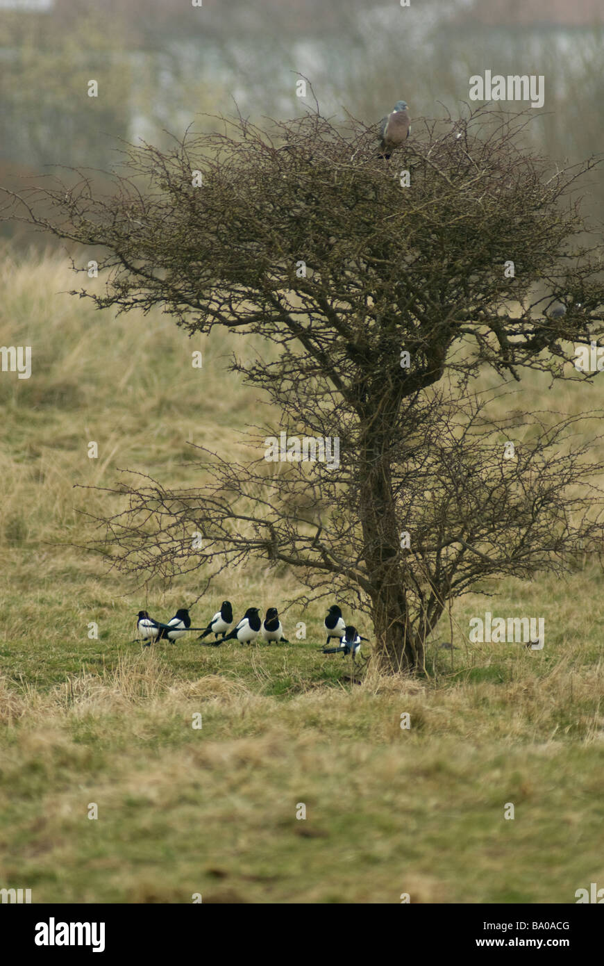 Seven for a secret never to be told Stock Photo - Alamy