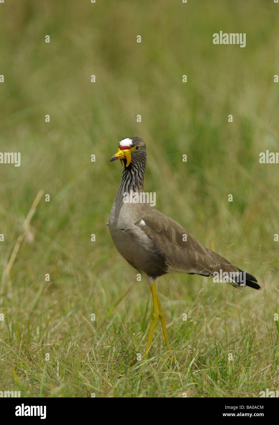 African wattled lapwing - Vanellus senegallus Stock Photo - Alamy