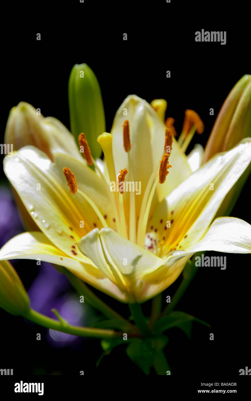 Lily flower lilium pistils pollen hi-res stock photography and images ...