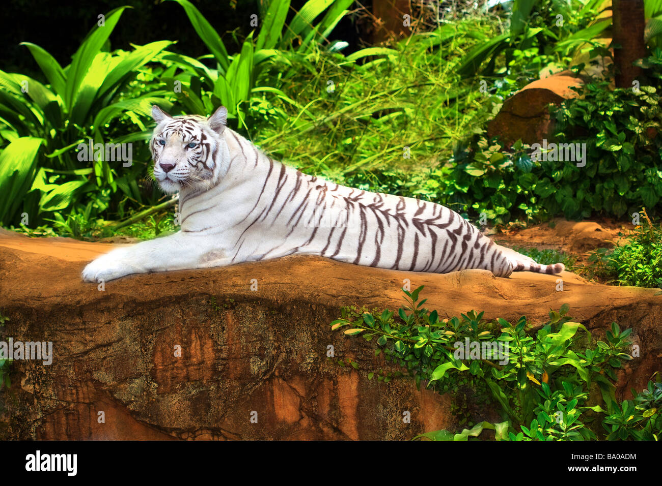 White tiger relaxing outdoor at day time Stock Photo - Alamy