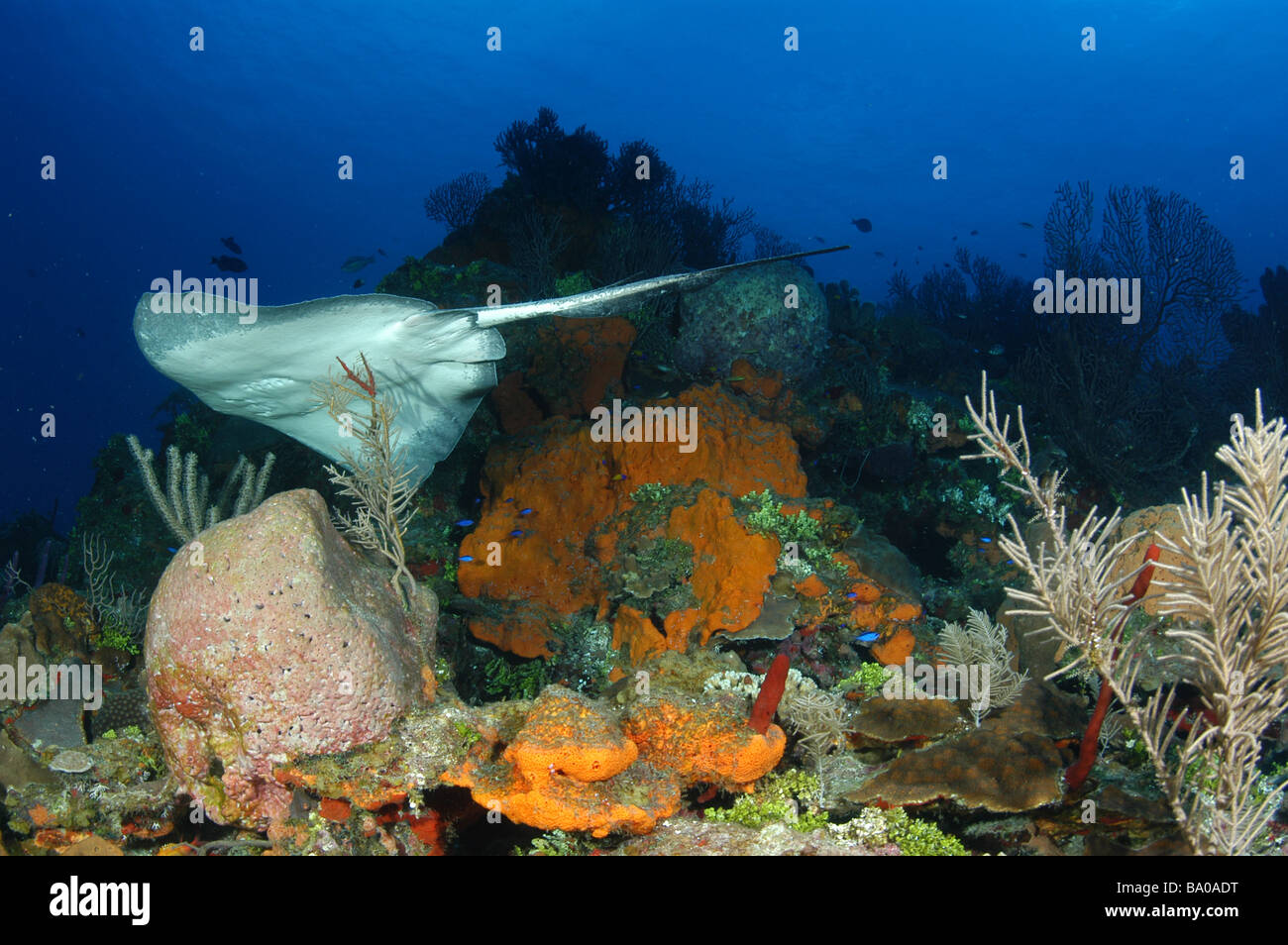 Stingray swimming over the reef Stock Photo - Alamy