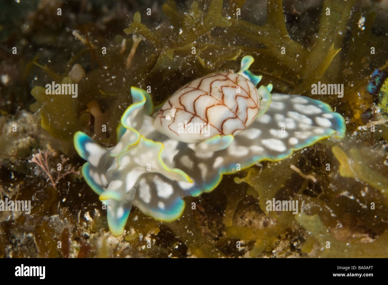 Bubble Shell nudibranch, micromelo undata Stock Photo - Alamy