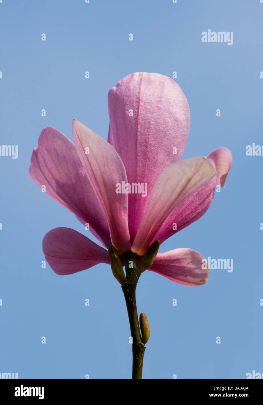 Individual petal hi-res stock photography and images - Alamy