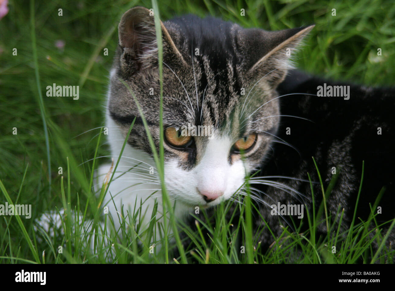 Tomcat head hi-res stock photography and images - Alamy
