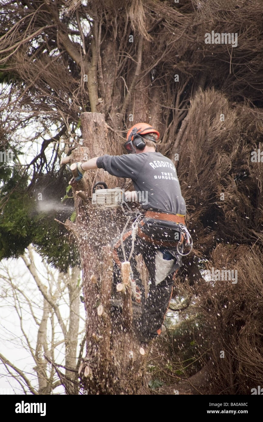 a tree surgeon chopping down a rotten tree Stock Photo - Alamy