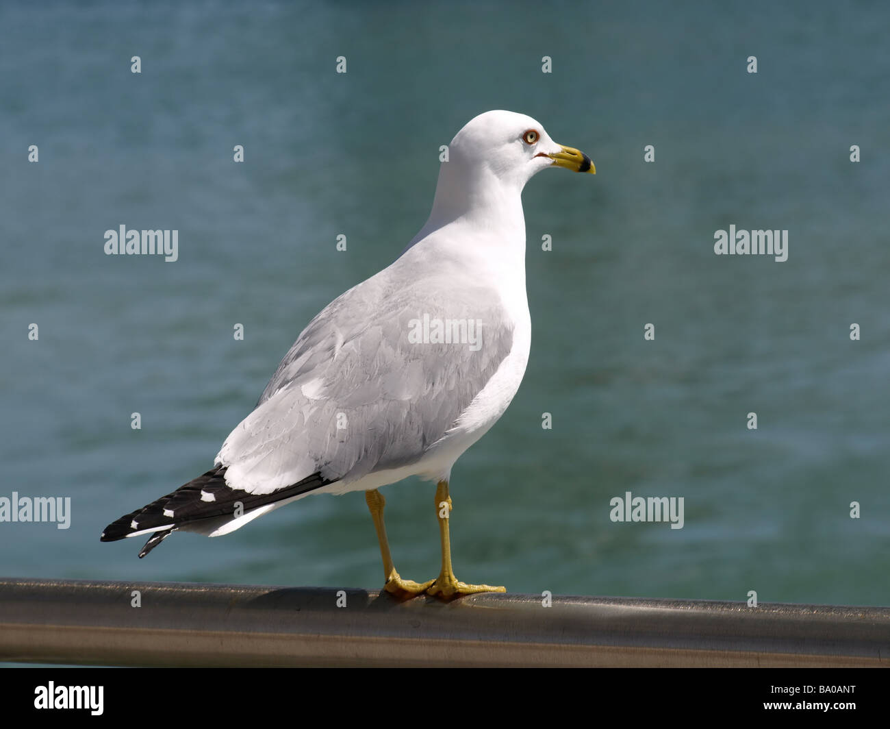 Seagull on railing next to river Stock Photo - Alamy