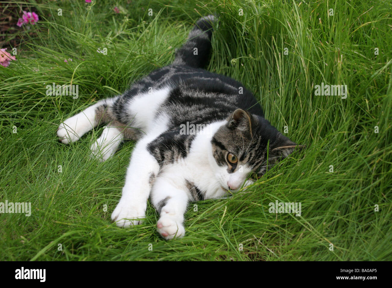 Tomcat resting grass Stock Photo - Alamy
