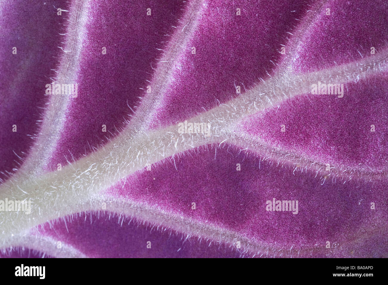 Macro of purple leaf detailing texture Stock Photo - Alamy