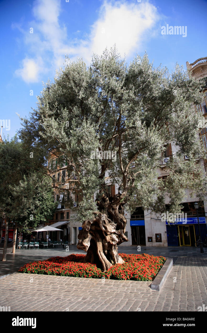 Tree in Café Courtyard Architecture Palma City Mallorca Majorca Island ...