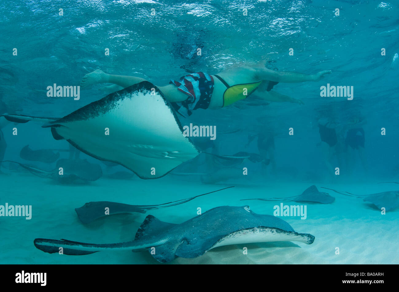 Stingrays and humans at Stingray City Stock Photo - Alamy