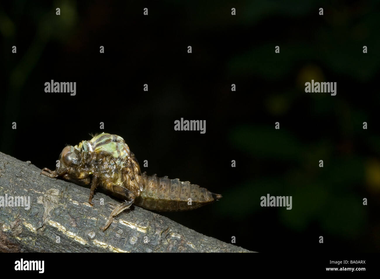 Metamorphosis of the dragonfly Onychogomphus uncatus Stock Photo - Alamy