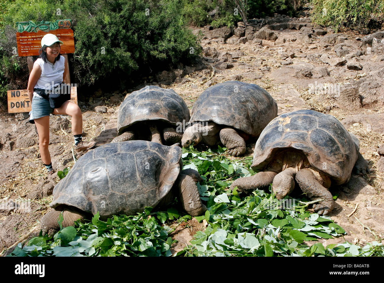 Chinese woman tourist Galapagos Islands Ecuador with tortoise Stock ...