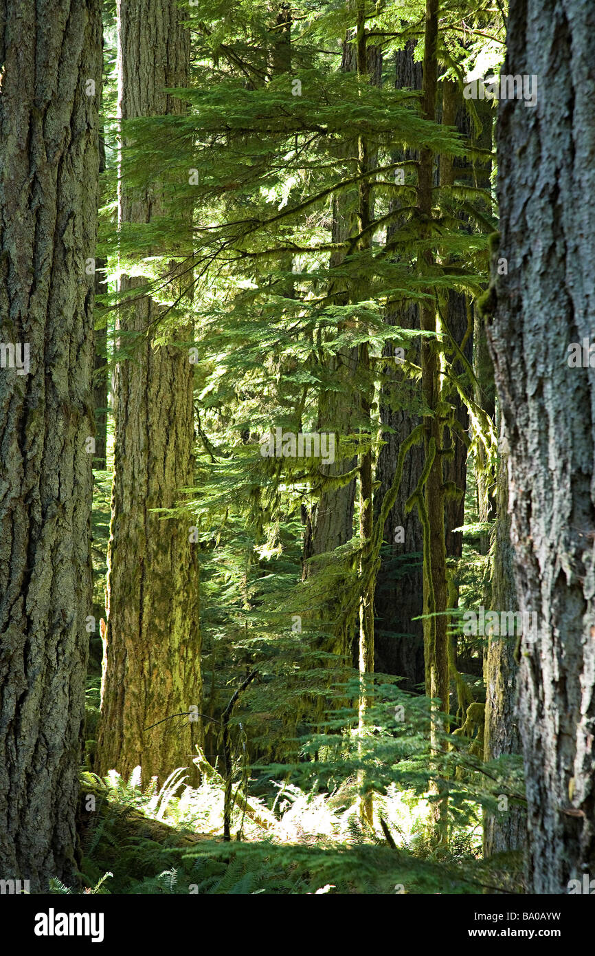 Old growth trees in Cathedral Grove MacMillan Provincial Park Vancouver ...