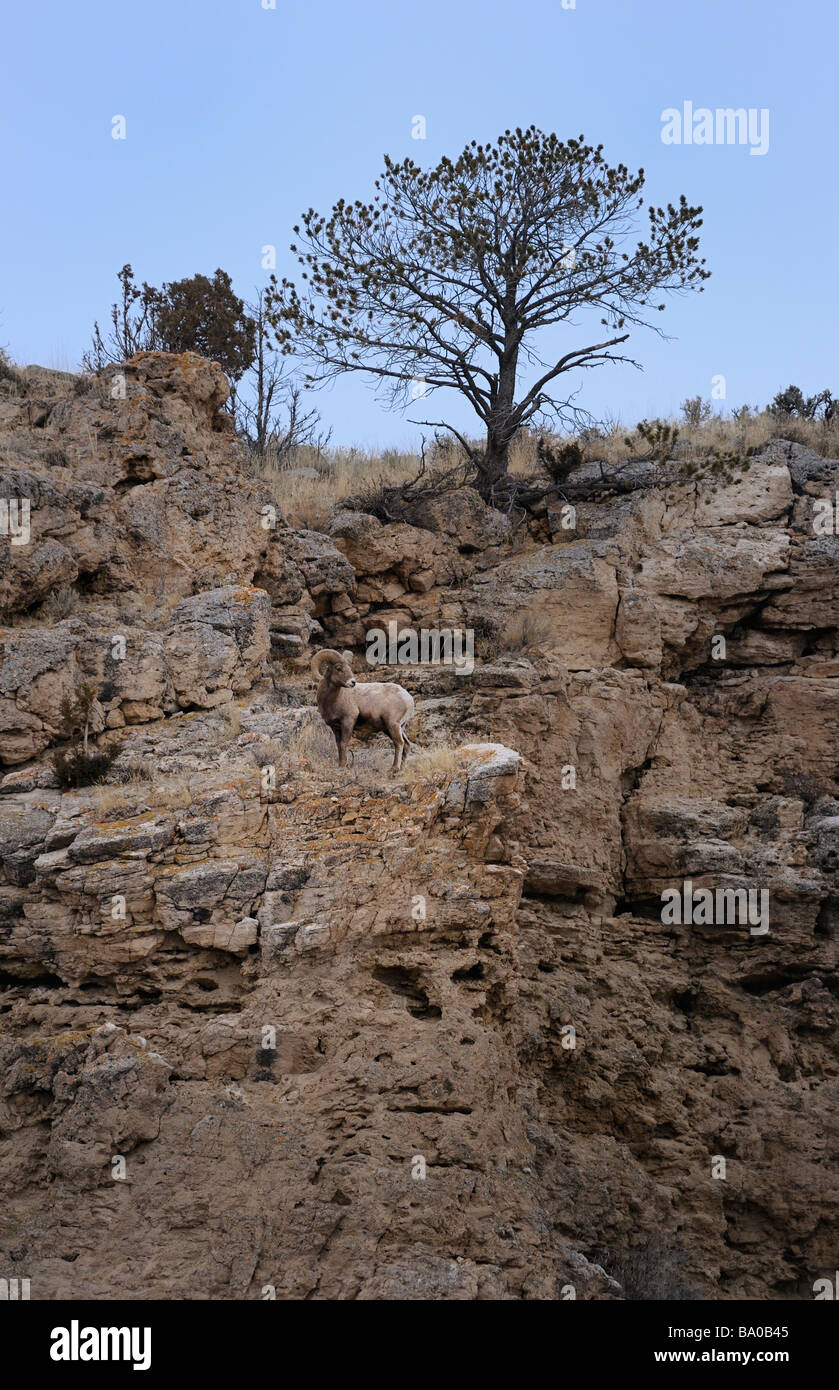 Sheep on the cliff hi-res stock photography and images - Alamy
