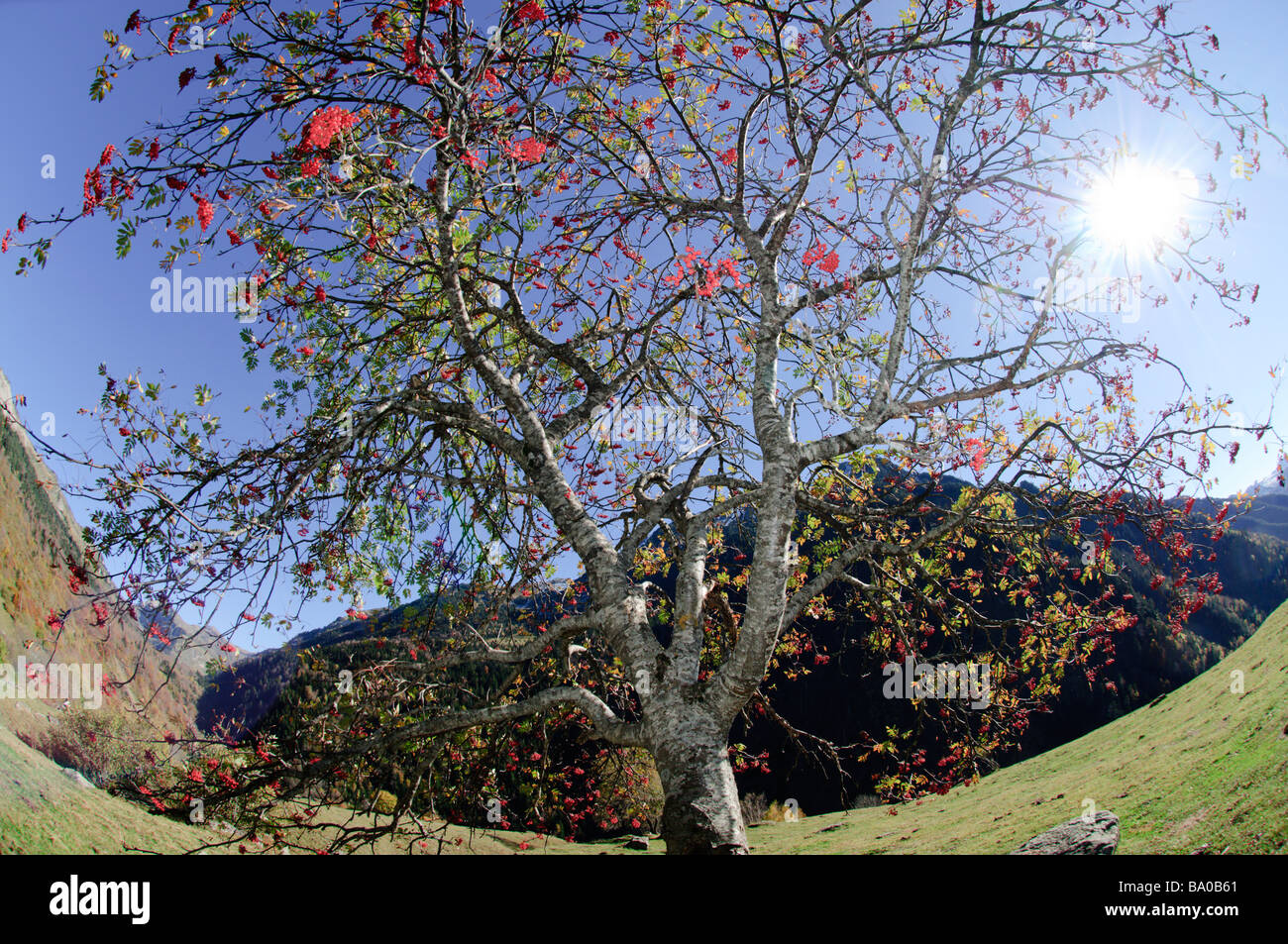 Distorted Fruit High Resolution Stock Photography and Images - Alamy
