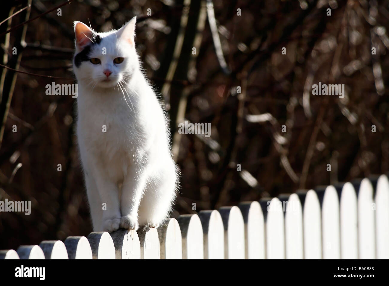 Wooden picket fence hi-res stock photography and images - Alamy