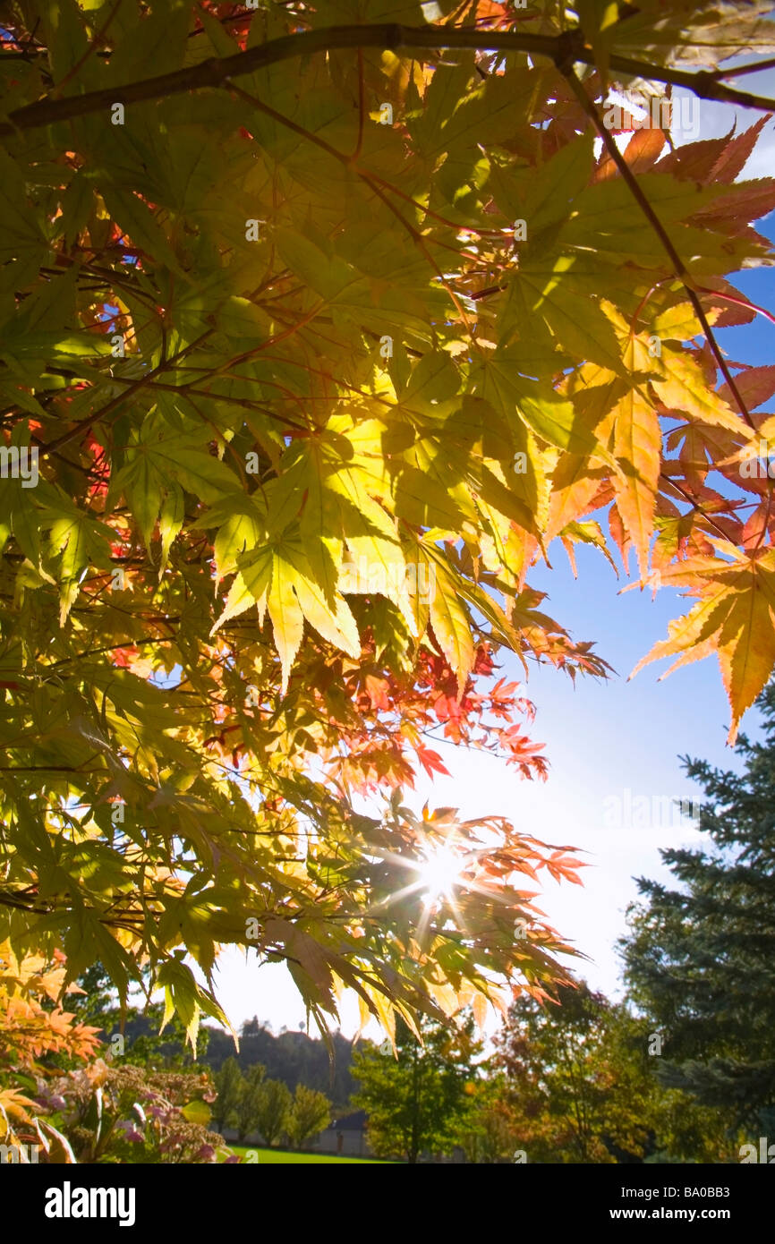 Fall colored leaves Stock Photo - Alamy