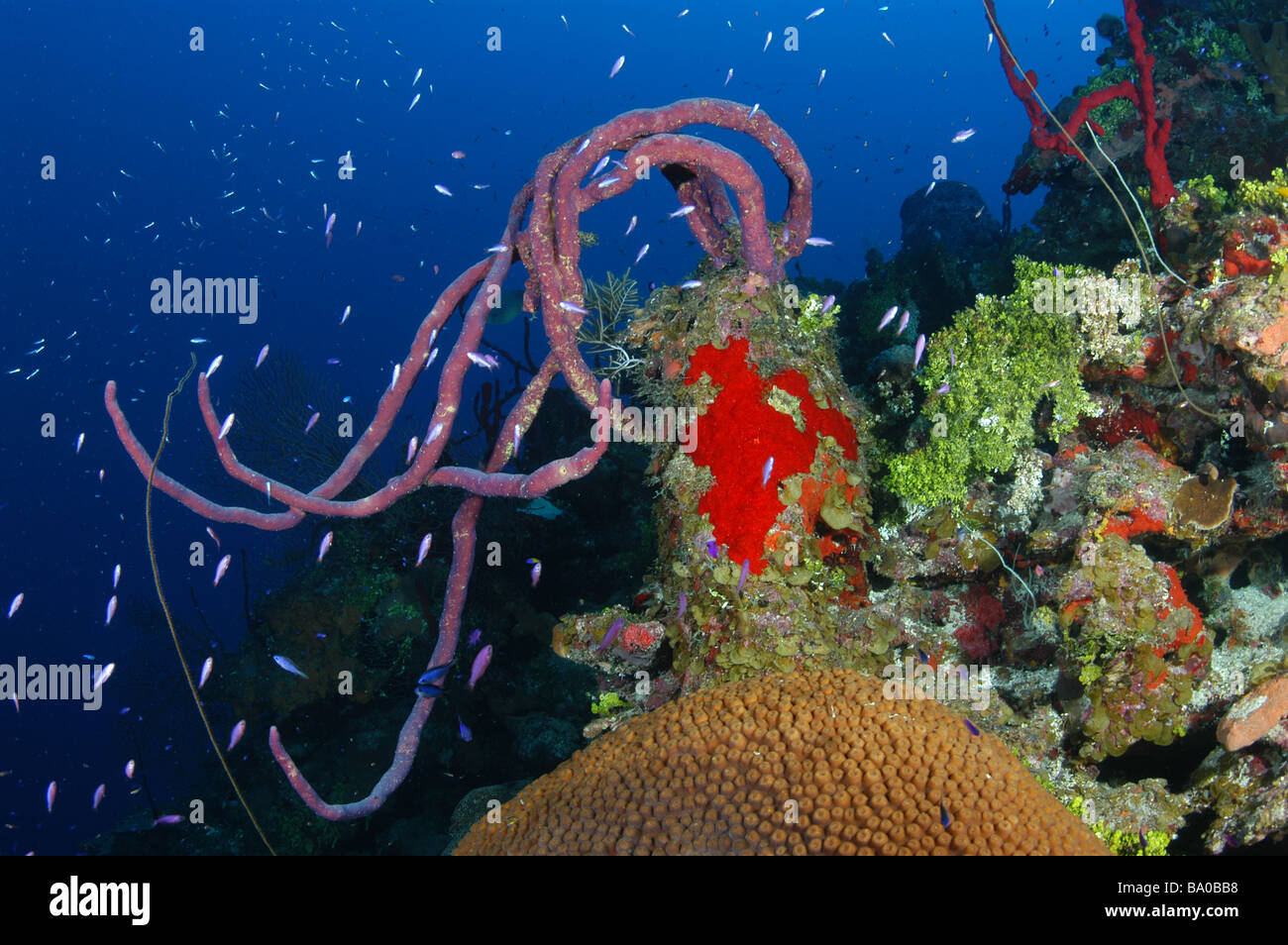 Soft corals on the reefs surrounding the Cayman Islands in the ...