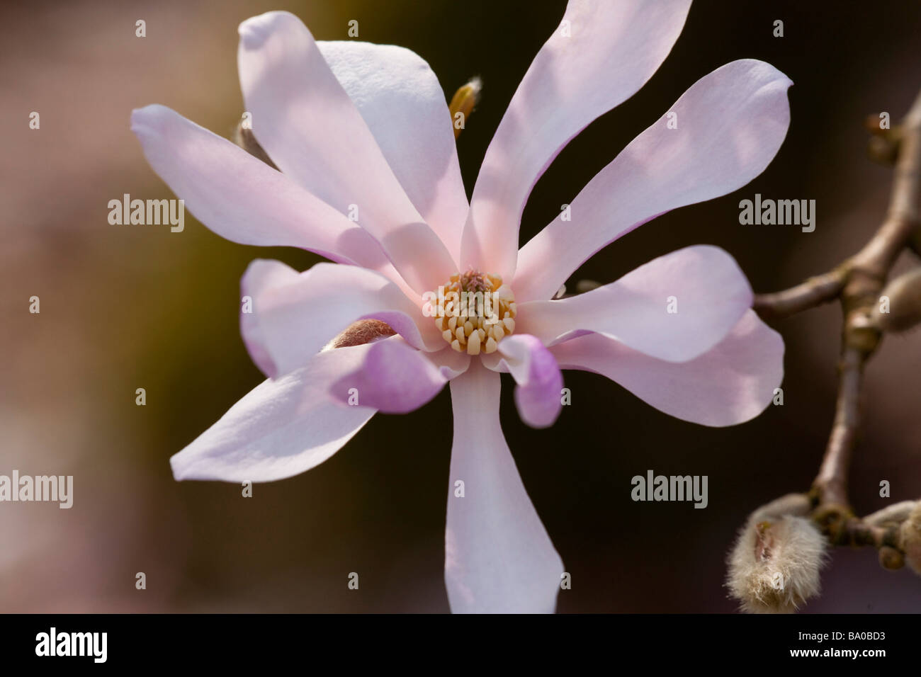 Magnolia x Loebneri, Leonard Messel Stock Photo - Alamy