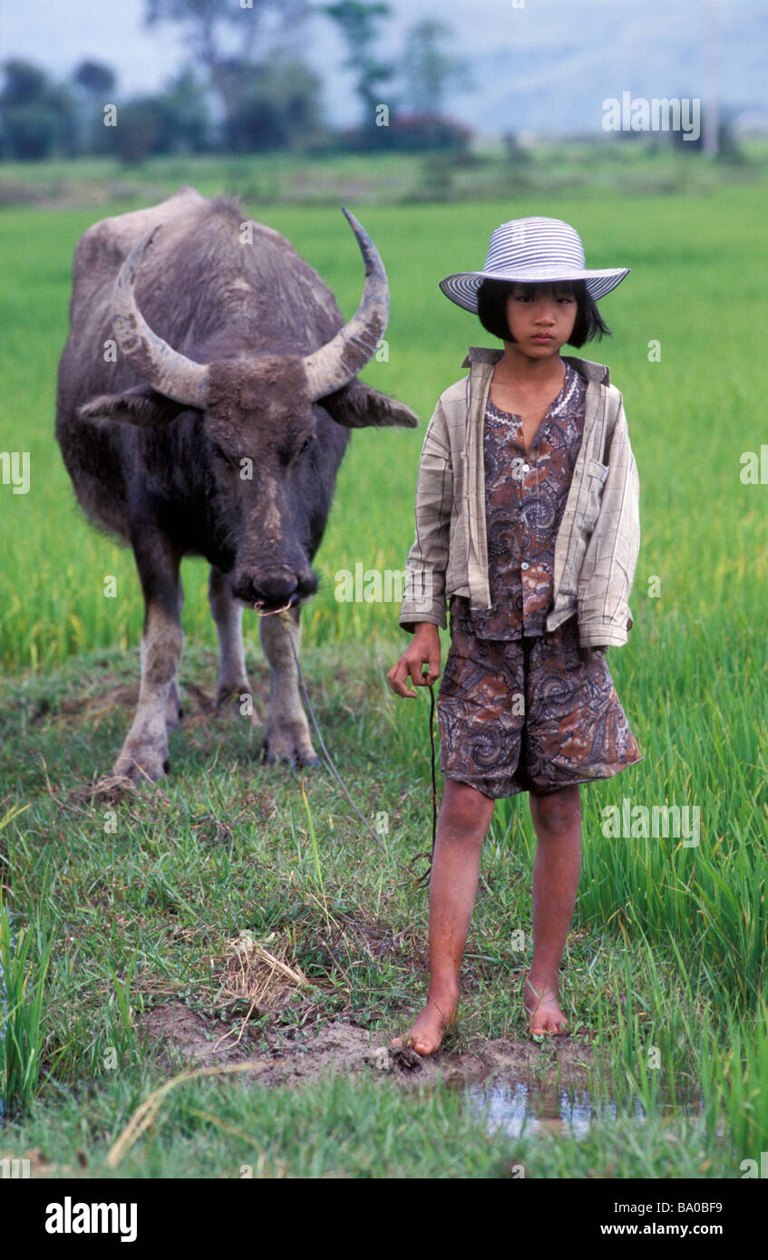 A young Vietnamese farm girl tends her water buffalo amongst the rice ...