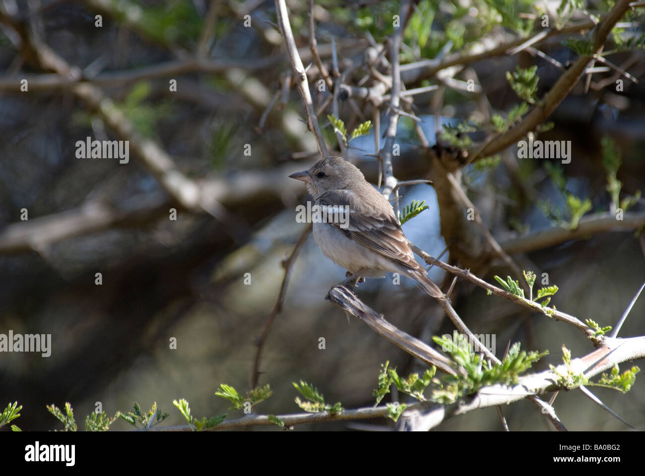 Petronia xanthocollis hi-res stock photography and images - Alamy