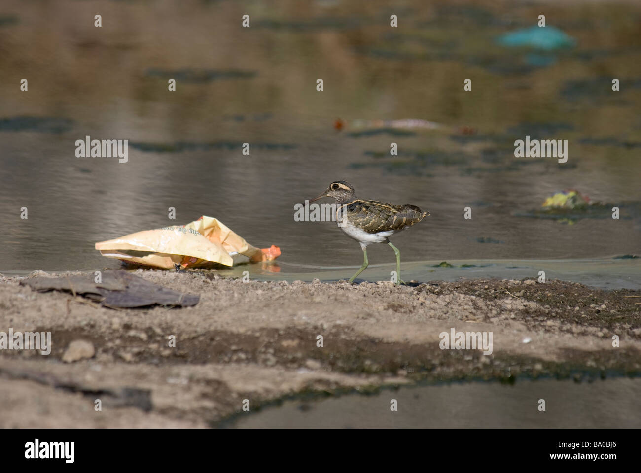 Greater Painted Snipe Rostratula benghalensis Stock Photo - Alamy
