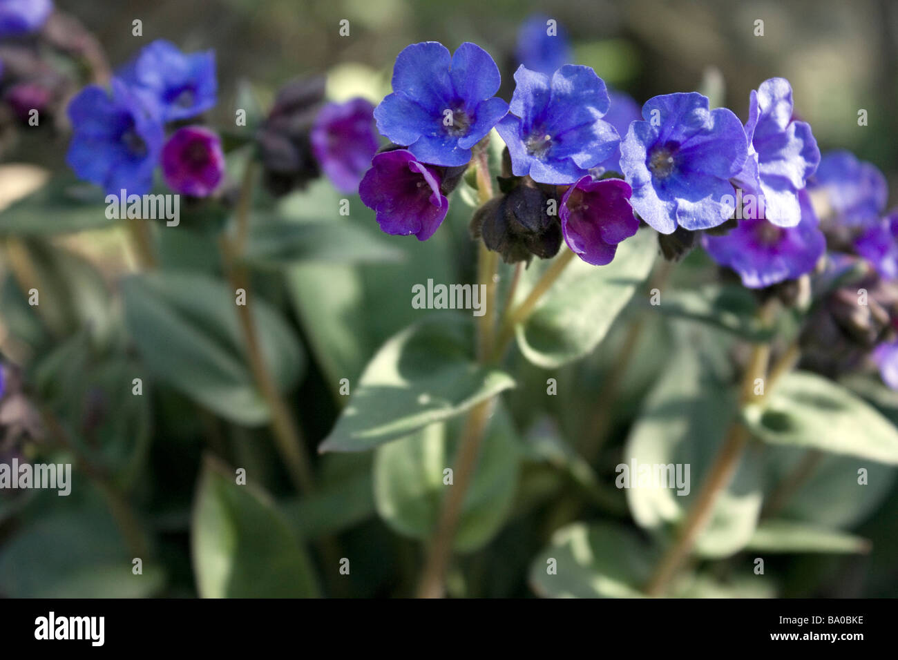 Pulmonaria 'Blue Ensign' Stock Photo - Alamy