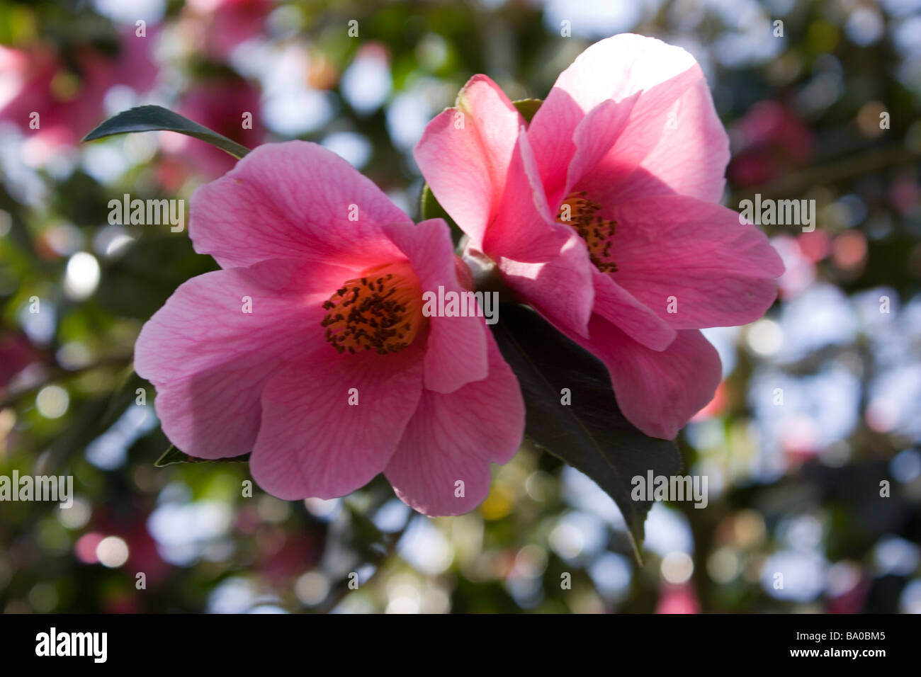 Camellia 'Mary Christian' Stock Photo - Alamy